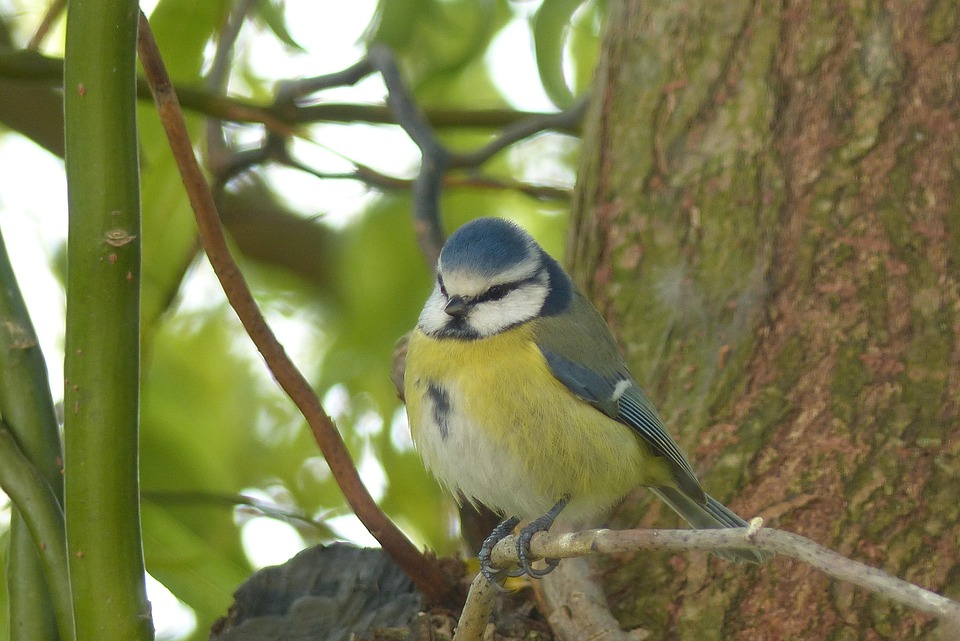 Blue Tit Bird Ornithology - Free photo on Pixabay - Pixabay
