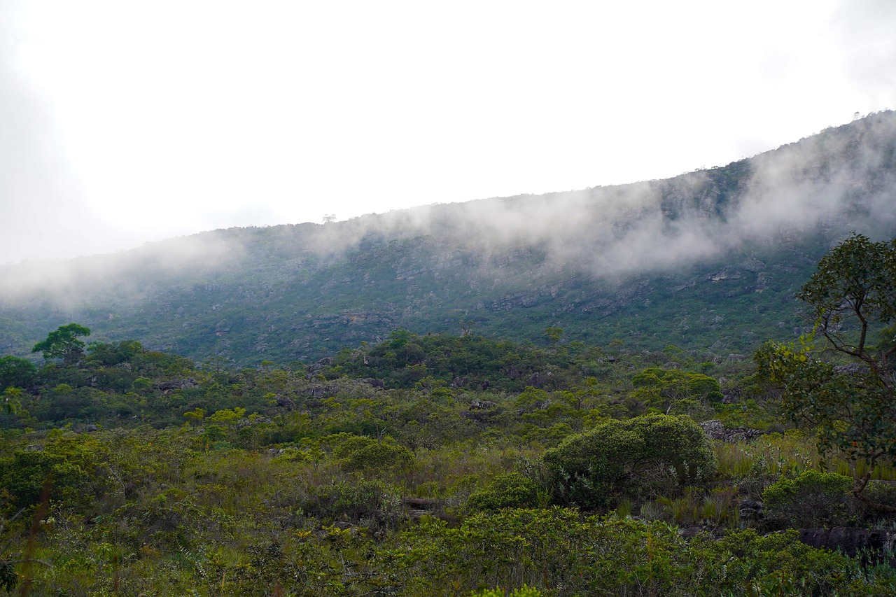20,000+ Free Dense Fog & Fog Photos - Pixabay