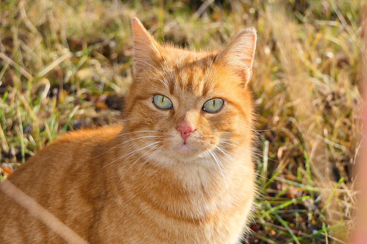 Cat Female Ruda - Free photo on Pixabay