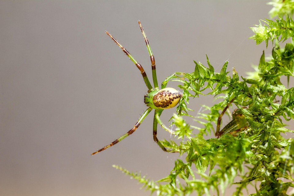 Green Crab Spider Diaea Dorsata - Free photo on Pixabay