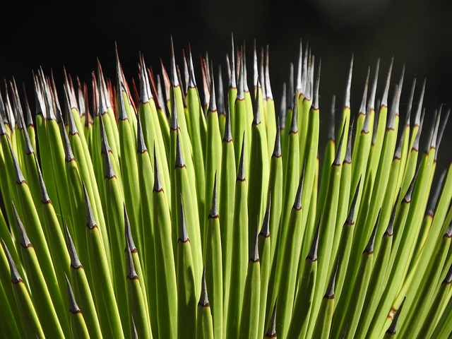 Naturaleza México Vegetación - Foto gratis en Pixabay - Pixabay