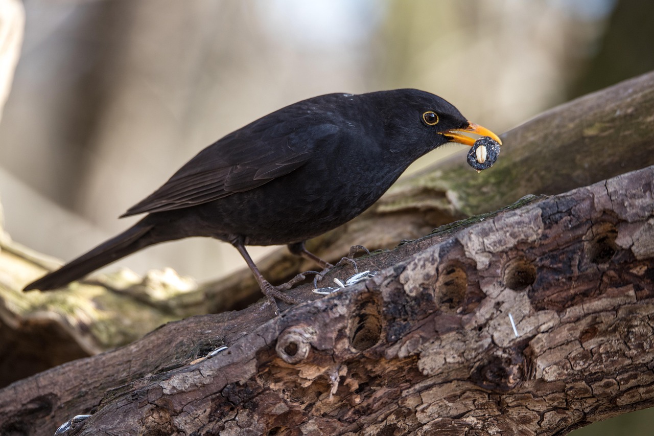 Blackbird Masculine Songbird - Free photo on Pixabay - Pixabay