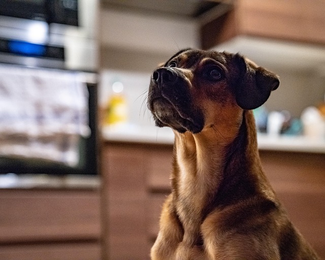 Cachorro Animal Doméstico Amor - Foto gratuita no Pixabay - Pixabay