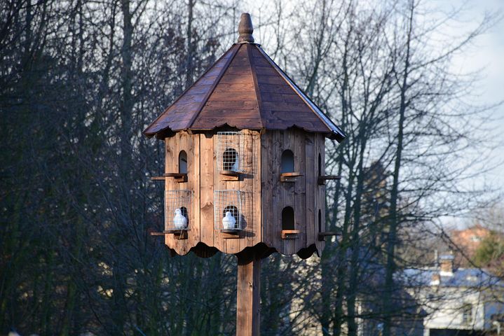 100+ Free Pigeon Building & Building Images - Pixabay