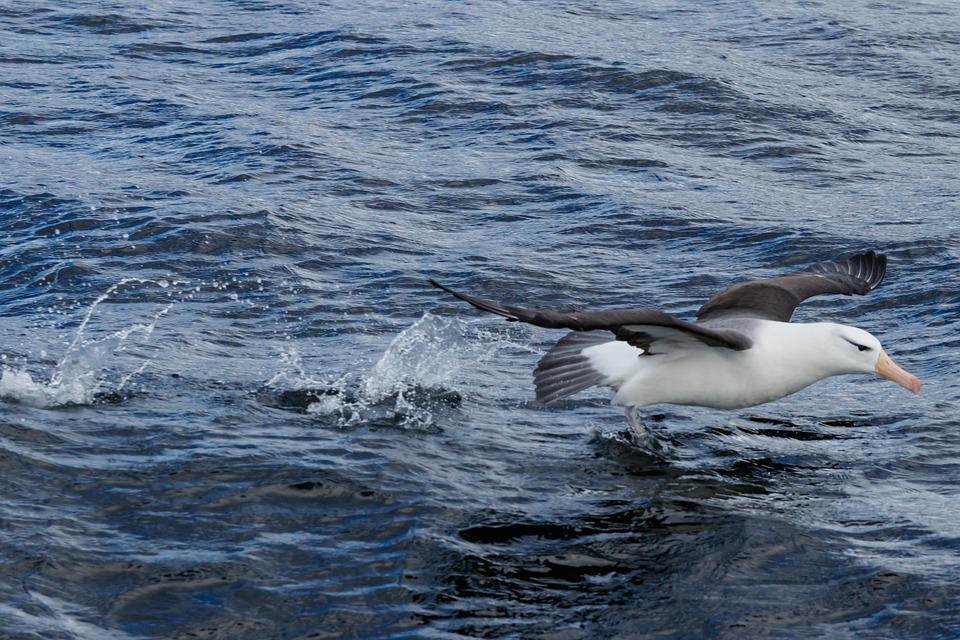 Fekete-Browed Albatros Tengeri - Ingyenes fotó a Pixabay-en - Pixabay