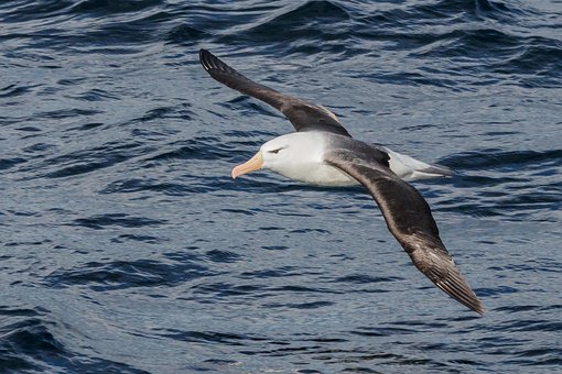 30+ Free Albatross & Bird Images