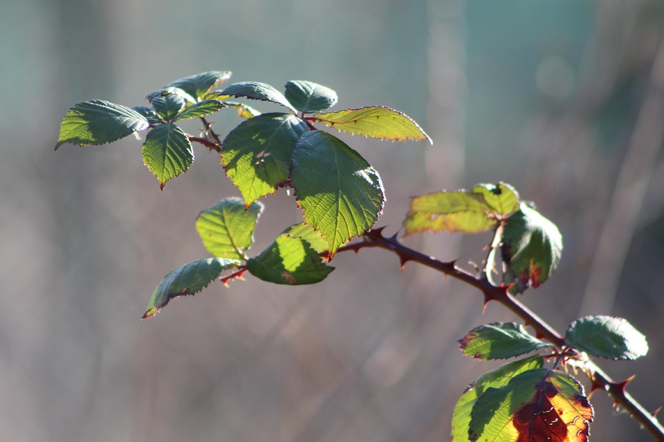 Natur Nature Växter - Gratis foto på Pixabay - Pixabay