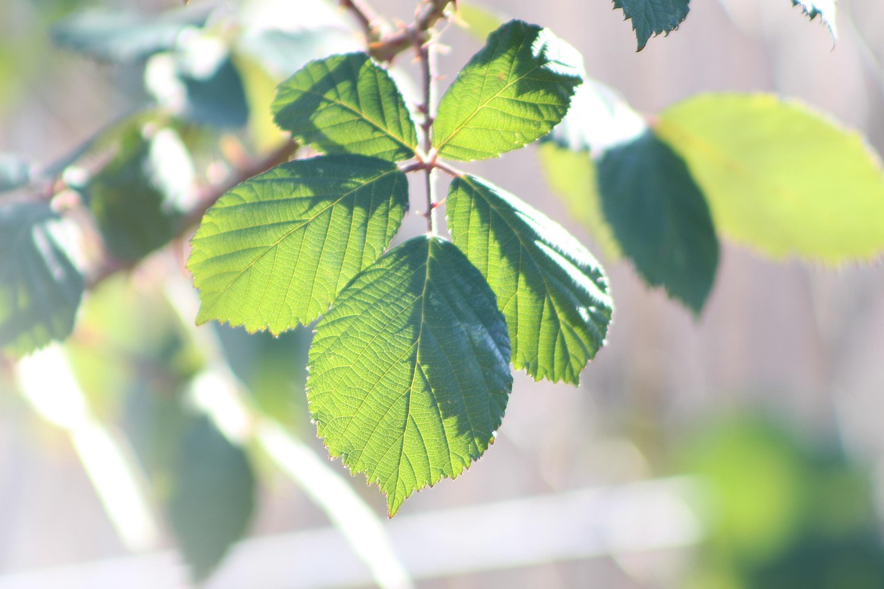 Natureza Plantas Folha - Foto gratuita no Pixabay - Pixabay