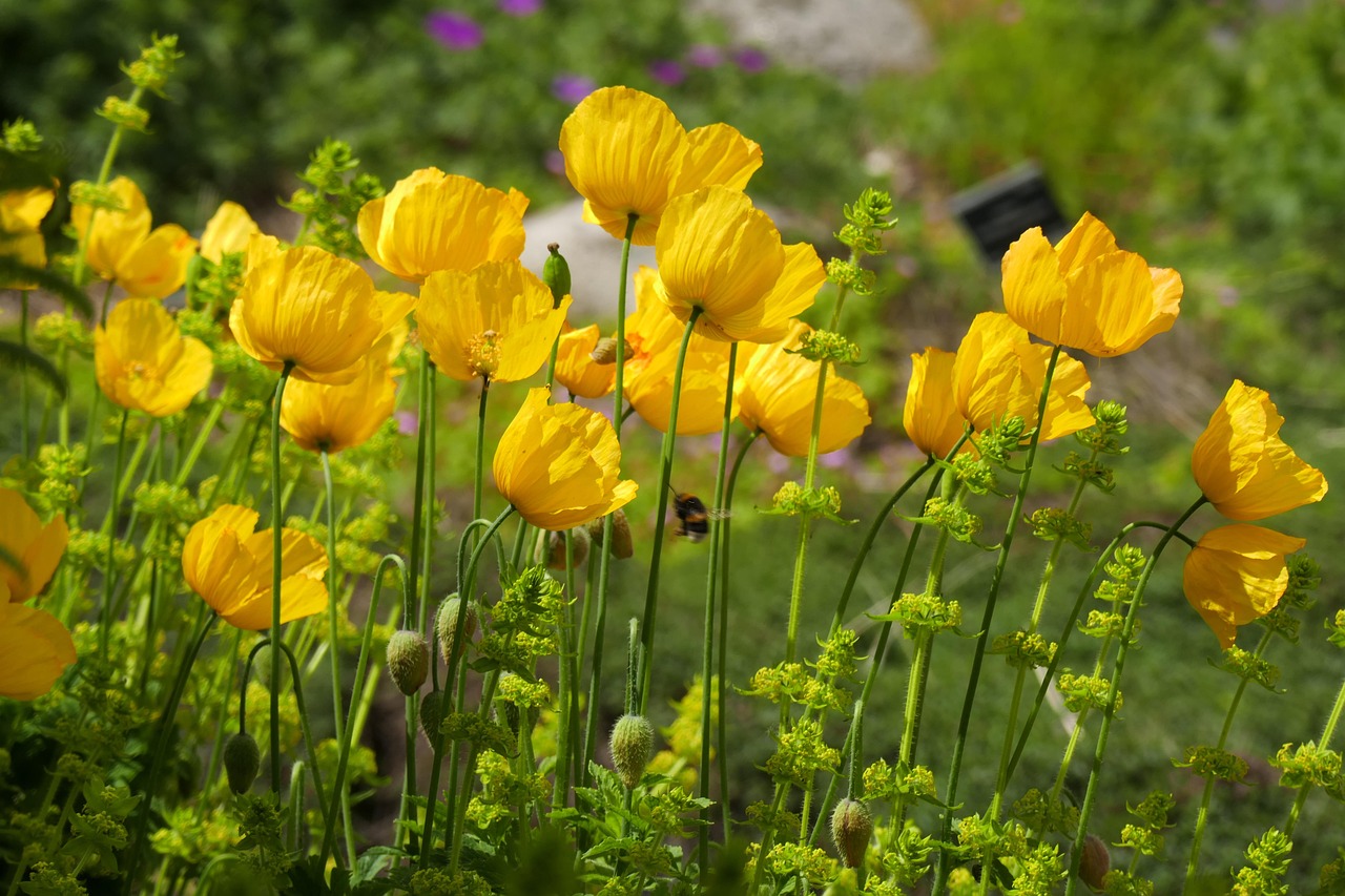 Amarillo Flores Primavera - Foto gratis en Pixabay - Pixabay