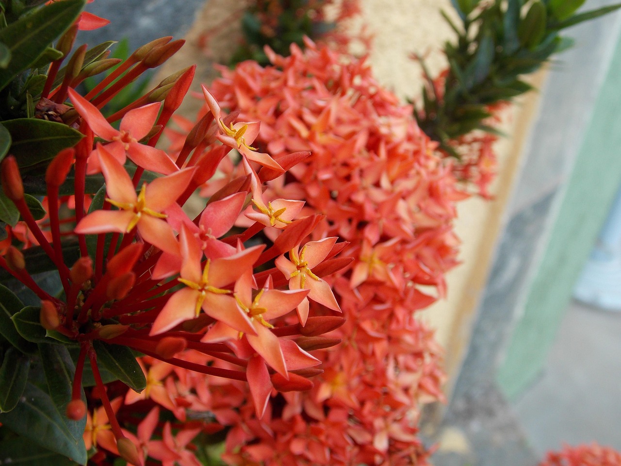 Plus de 100 000 images de Flores Modernas et de Architecture Moderne ...