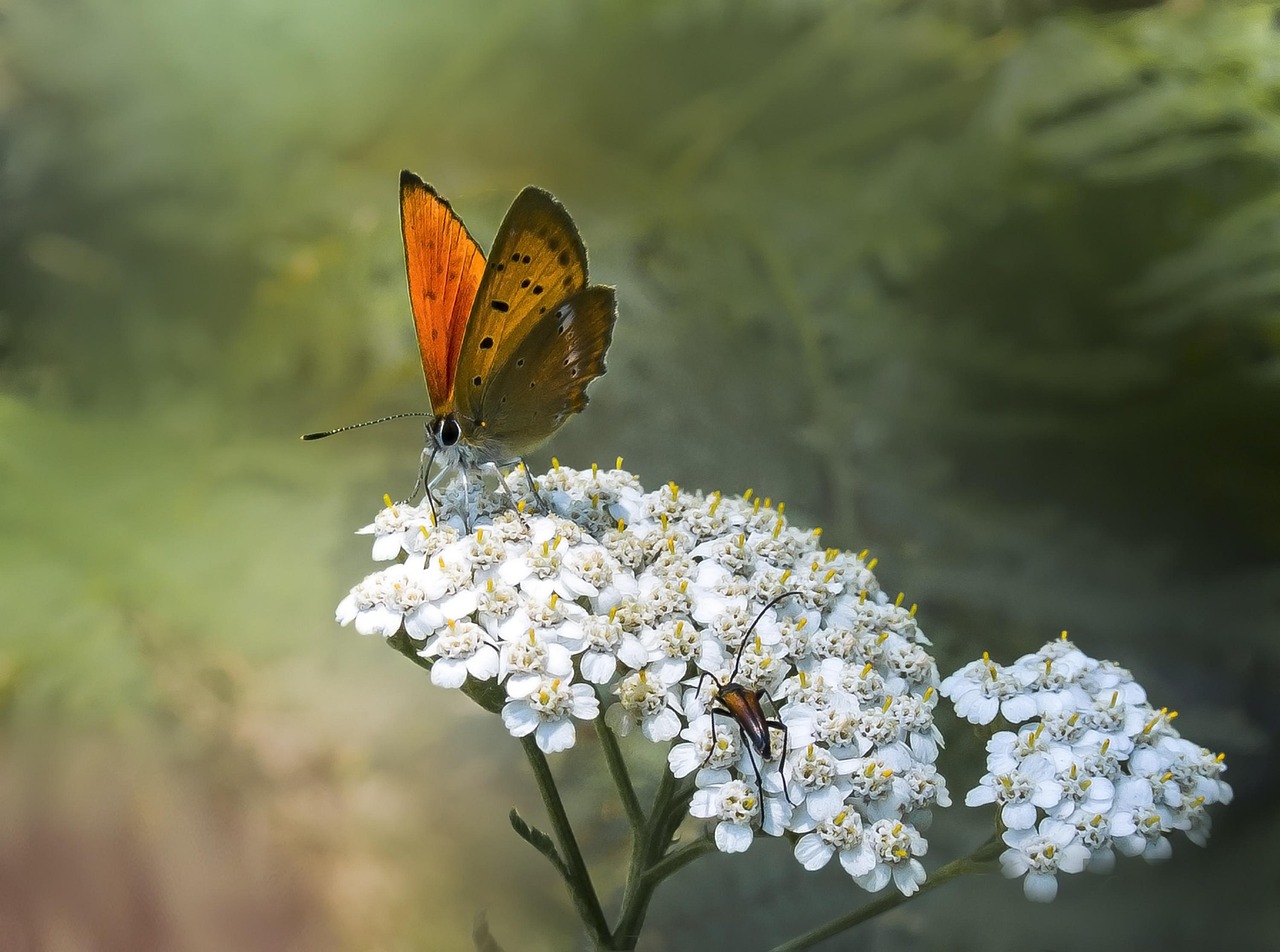 Nature Insectes Papillon - Photo gratuite sur Pixabay - Pixabay
