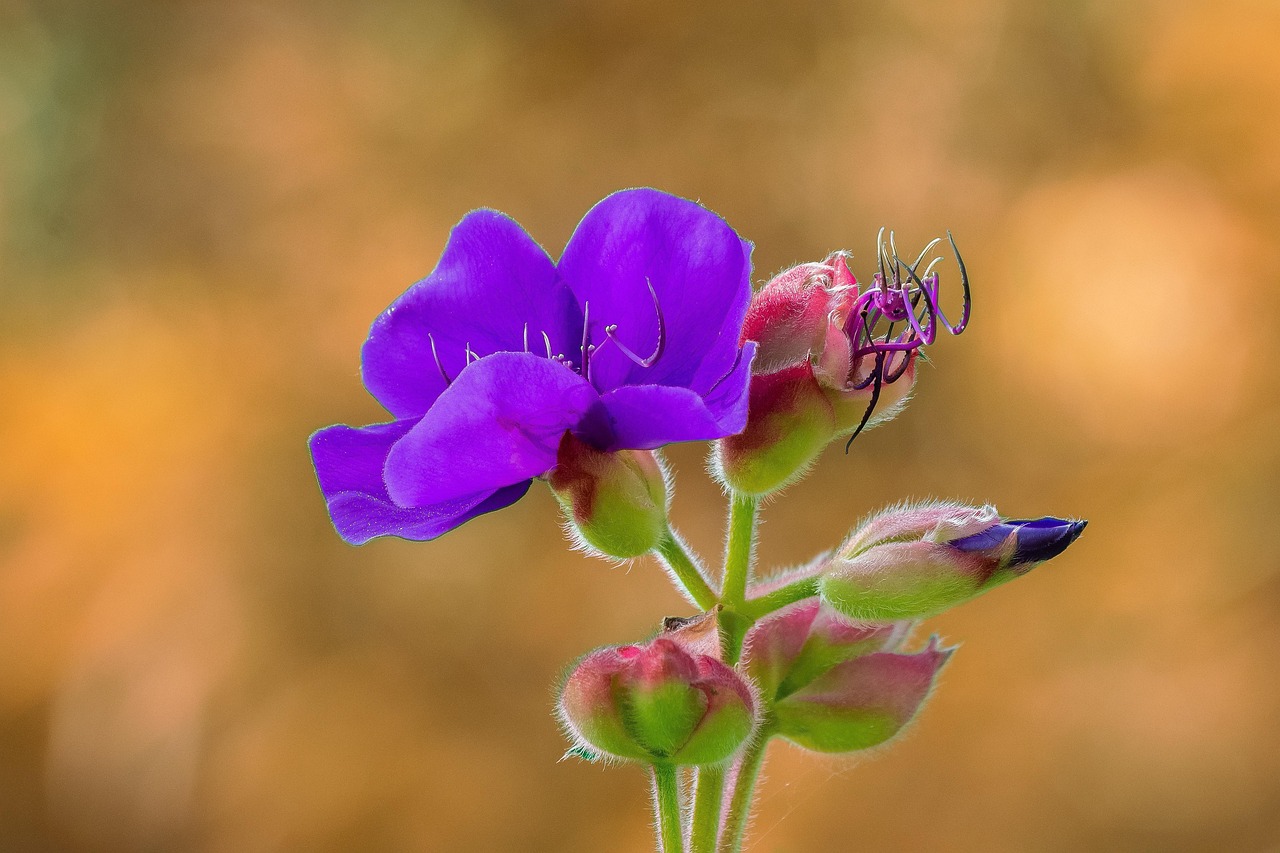 Earth Hour Flower Nature - Free photo on Pixabay - Pixabay