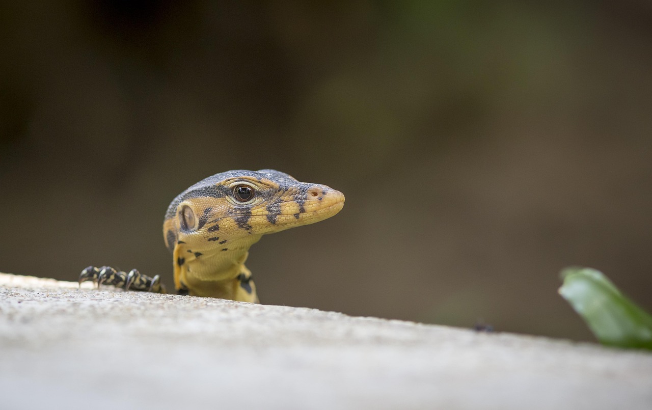 Water Monitor Cruel Spotted - Free photo on Pixabay - Pixabay