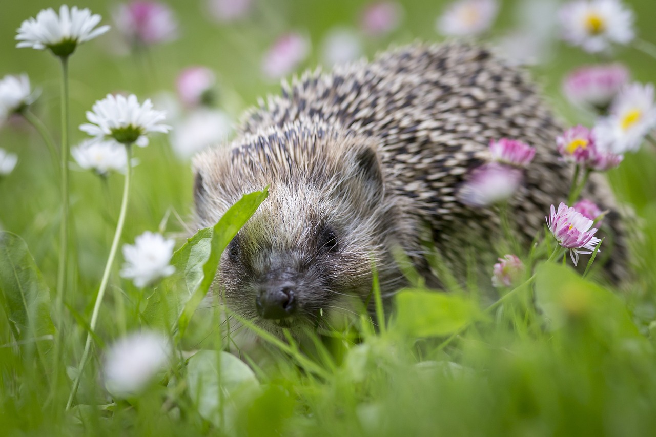 Europäische Igel Erinaceus - Kostenloses Foto auf Pixabay