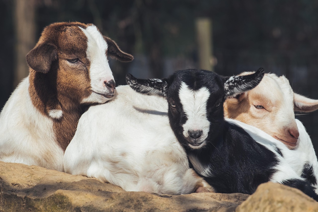 Cabras Animales Jóvenes Abrazo - Foto gratis en Pixabay - Pixabay
