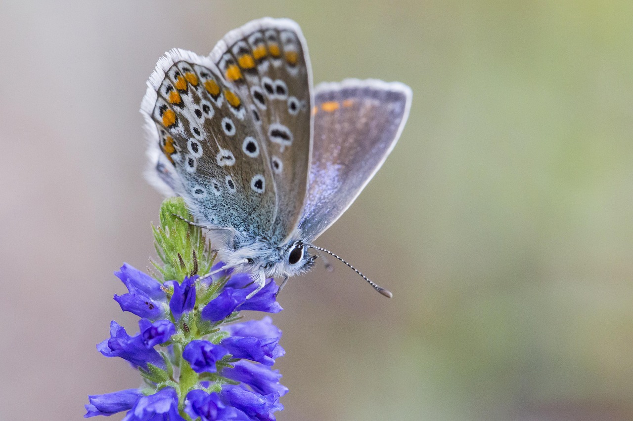 Common Blue Polyommatus Icarus - Free photo on Pixabay - Pixabay