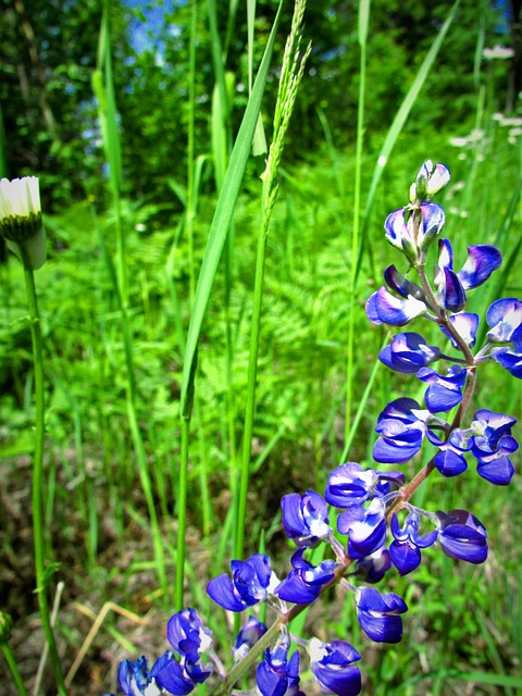Lupin Bunga Aster Alam Musim - Foto gratis di Pixabay - Pixabay