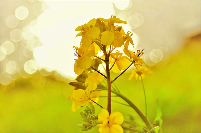 Natural Landscape Plant - Free photo on Pixabay