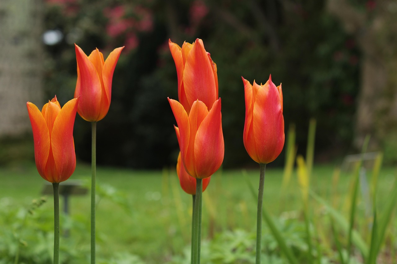 Tulipanes Flores Primavera - Foto gratis en Pixabay - Pixabay