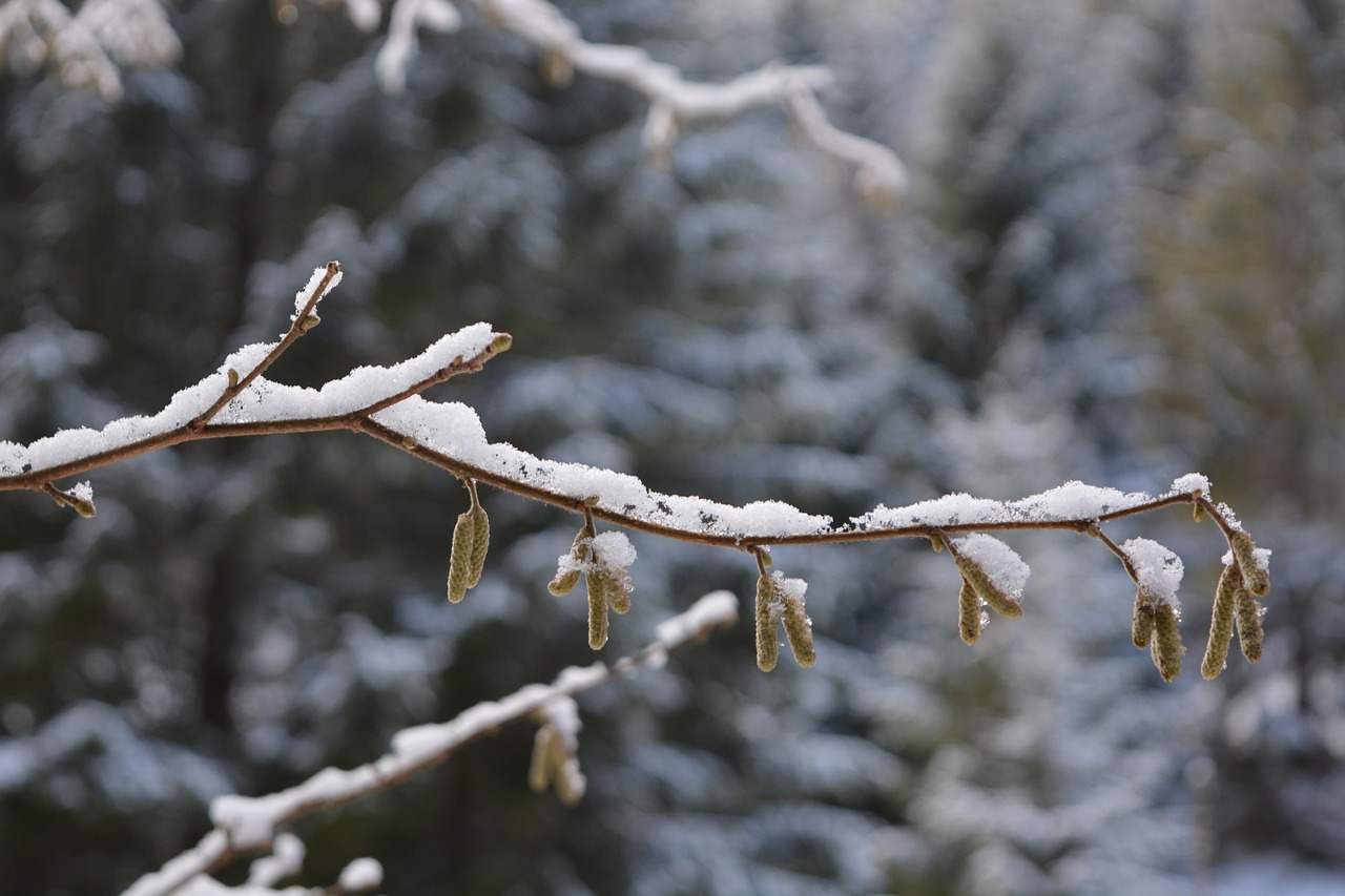 Haluz Branch The Snow - Free photo on Pixabay - Pixabay
