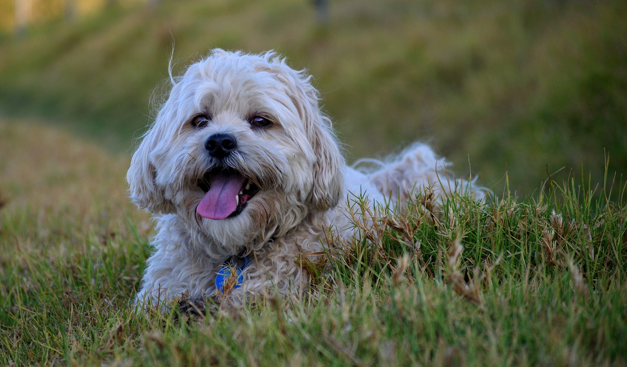 200+ Free Maltese Dog & Maltese Photos - Pixabay