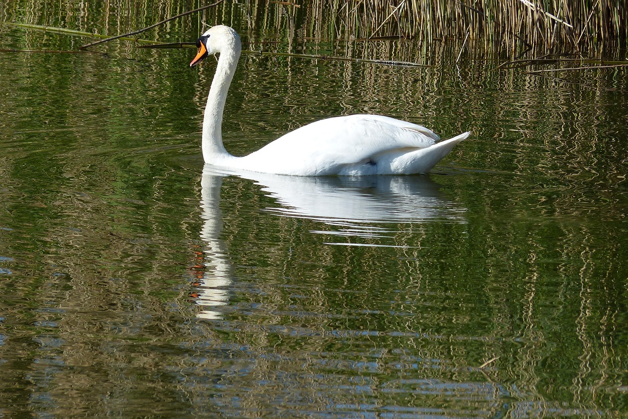 Swan Bird Ornithology - Free photo on Pixabay - Pixabay