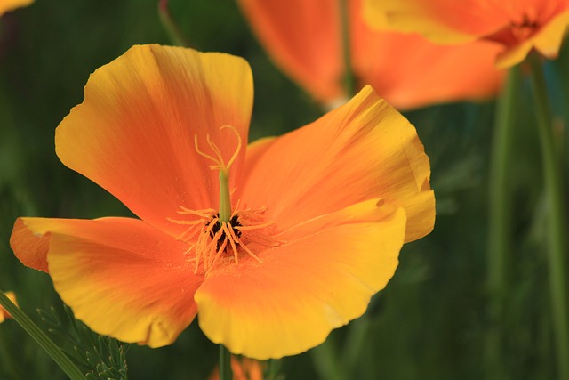 South African Poppy Yellow - Free photo on Pixabay - Pixabay