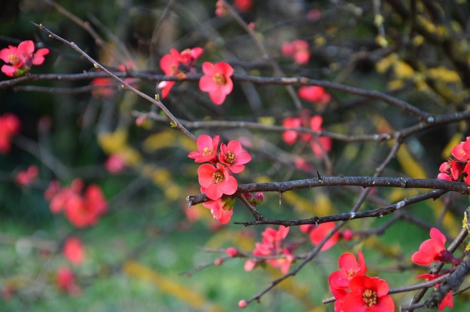 Coing Japonais Prune Fleurit - Photo gratuite sur Pixabay
