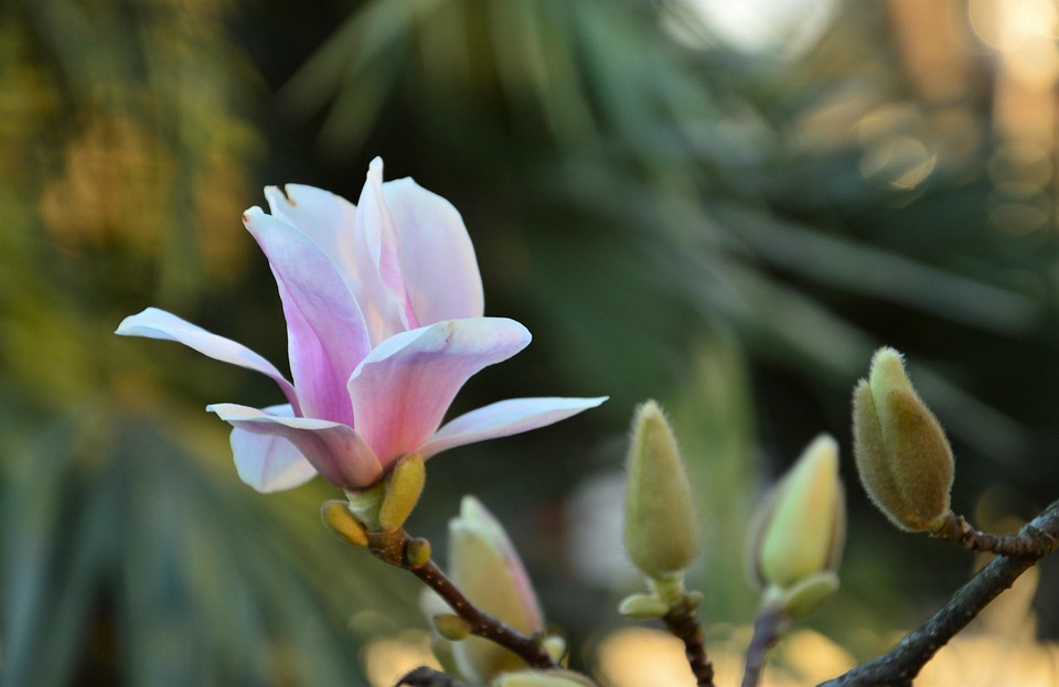 Magnolia Summer Spring - Free photo on Pixabay