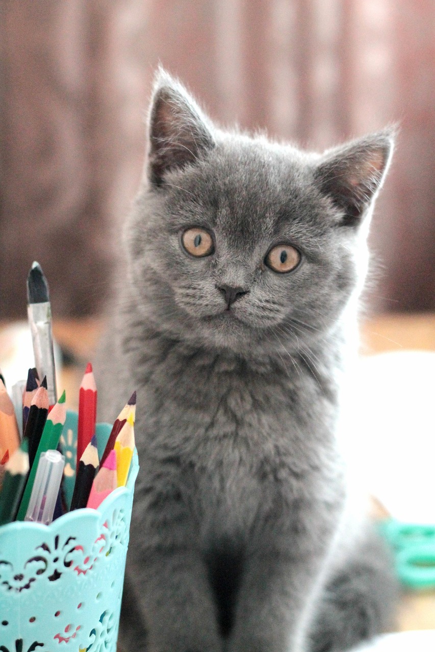 10,000+ Free Little Kitten & Kitten Images - Pixabay