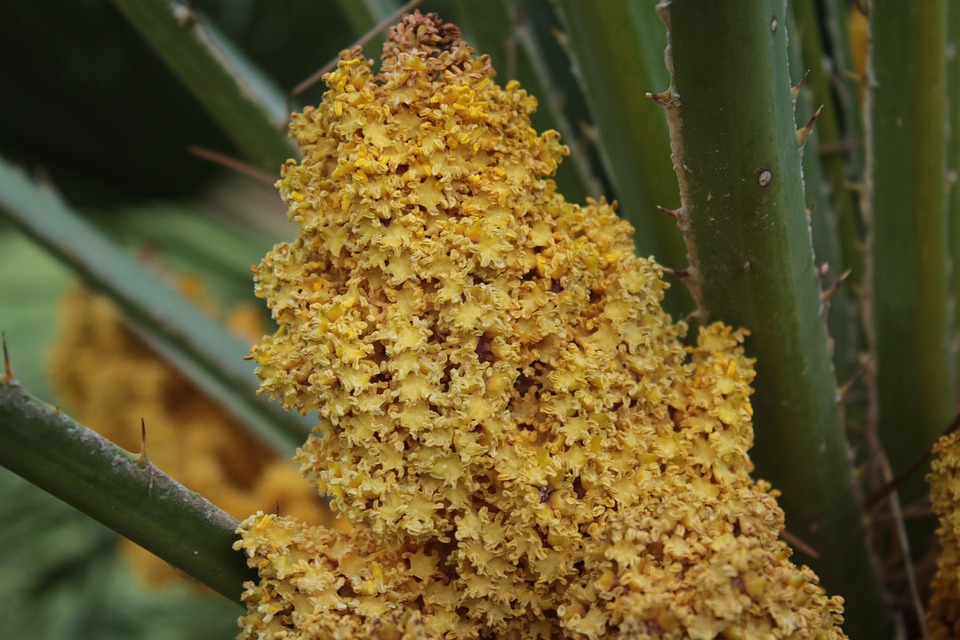 Palm Flower Exotic Tropical - Free photo on Pixabay