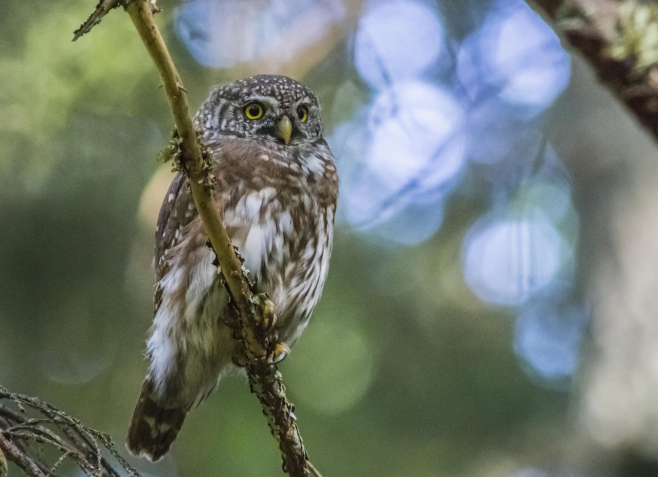 Eurasian Pygmy Owl Small - Free photo on Pixabay - Pixabay