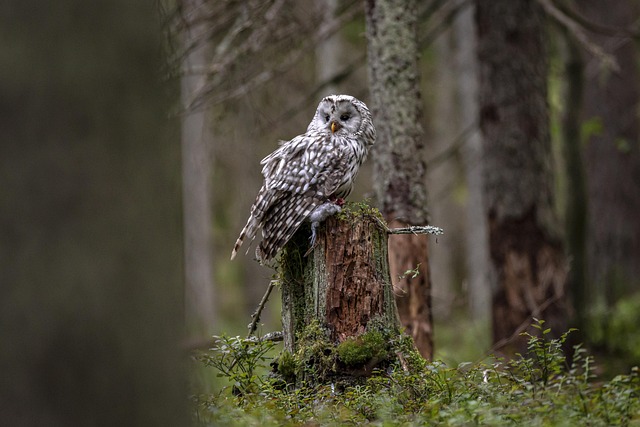 Strix Uralensis Ural Owl Bird Of - Free photo on Pixabay - Pixabay