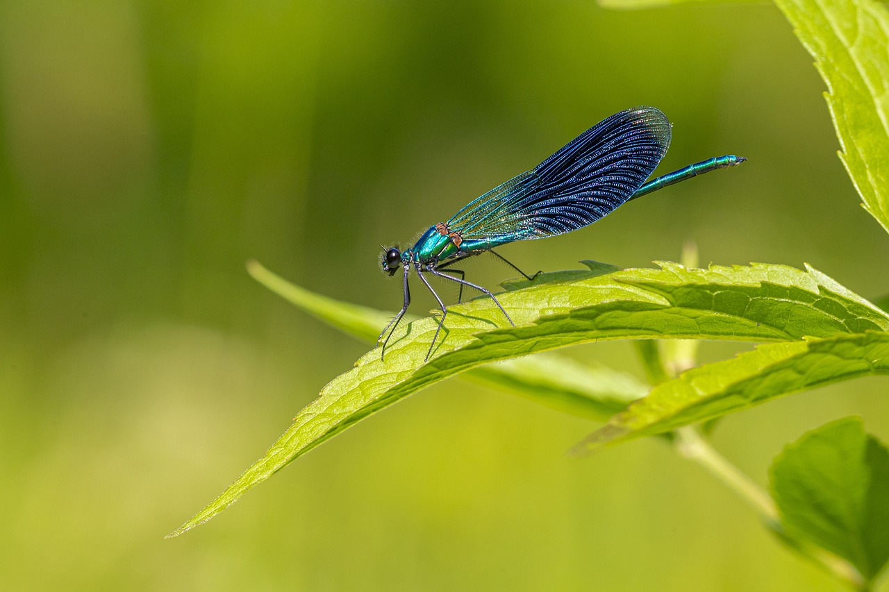 Hermosa Damisela Calopteryx Virgo - Foto gratis en Pixabay - Pixabay