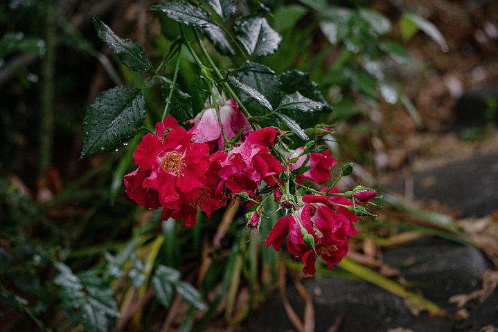 1,000+ Free Summer Rain & Rain Images - Pixabay