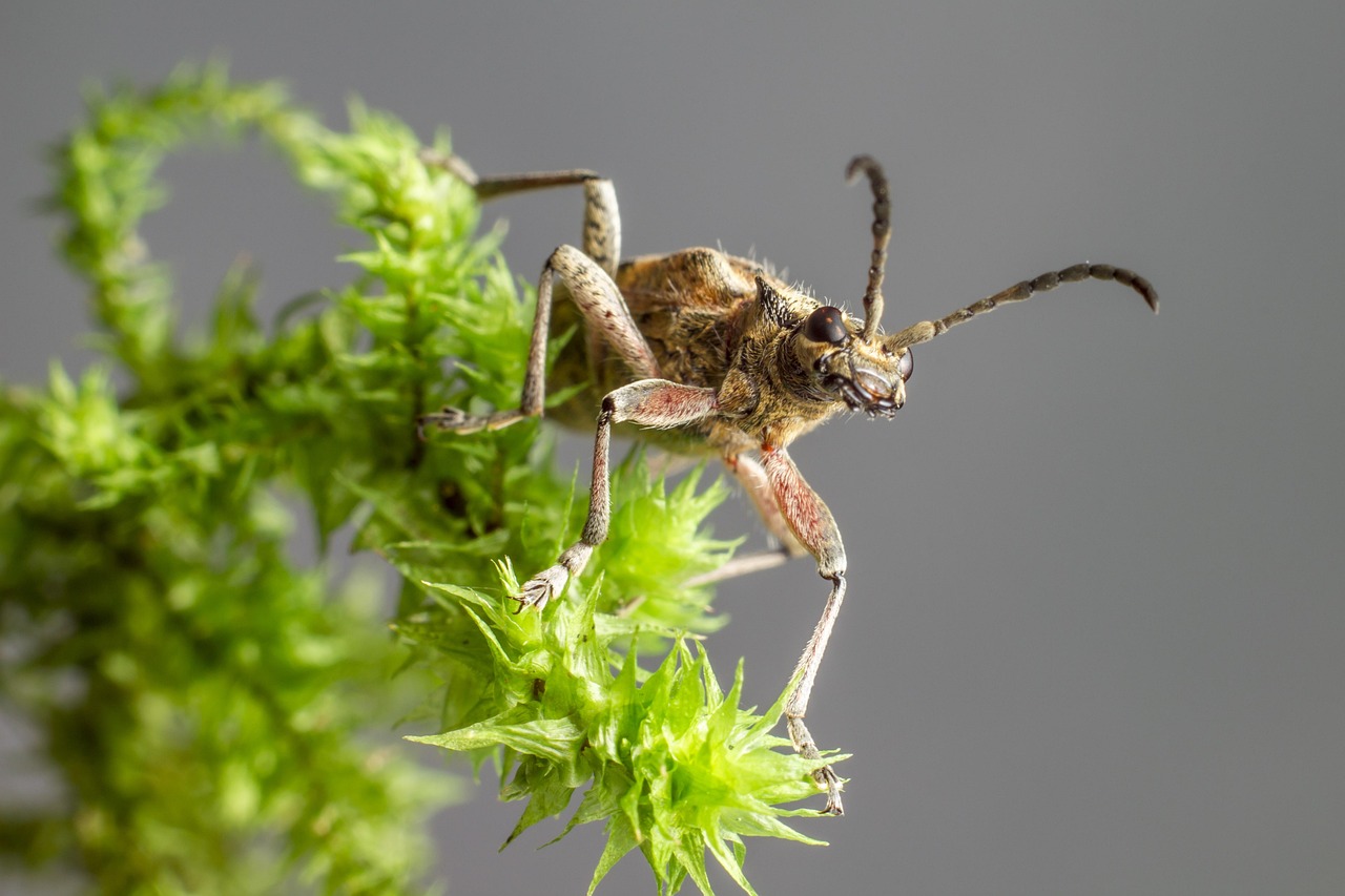 Black-Spotted Longhorn Beetle - Free photo on Pixabay - Pixabay
