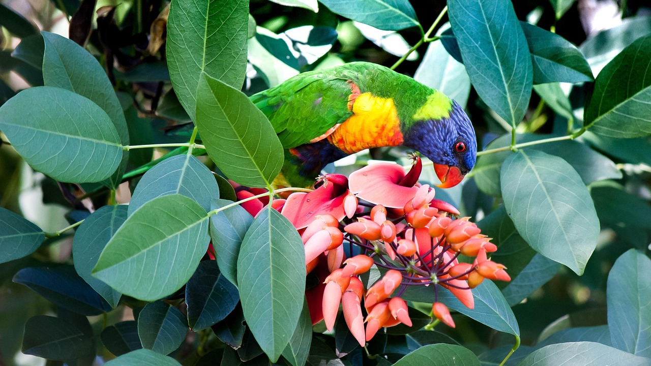 Bird Rainbow Lorikeet Eating - Free photo on Pixabay