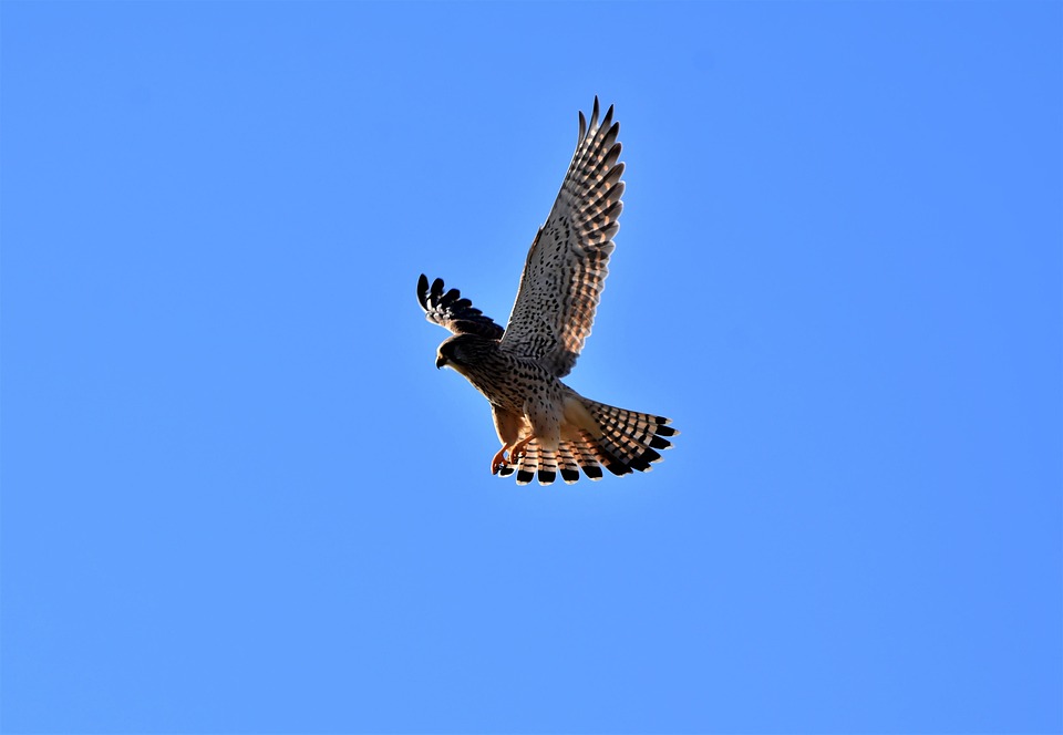 Falcon Birds Of Prey Raptor Wild - Free photo on Pixabay