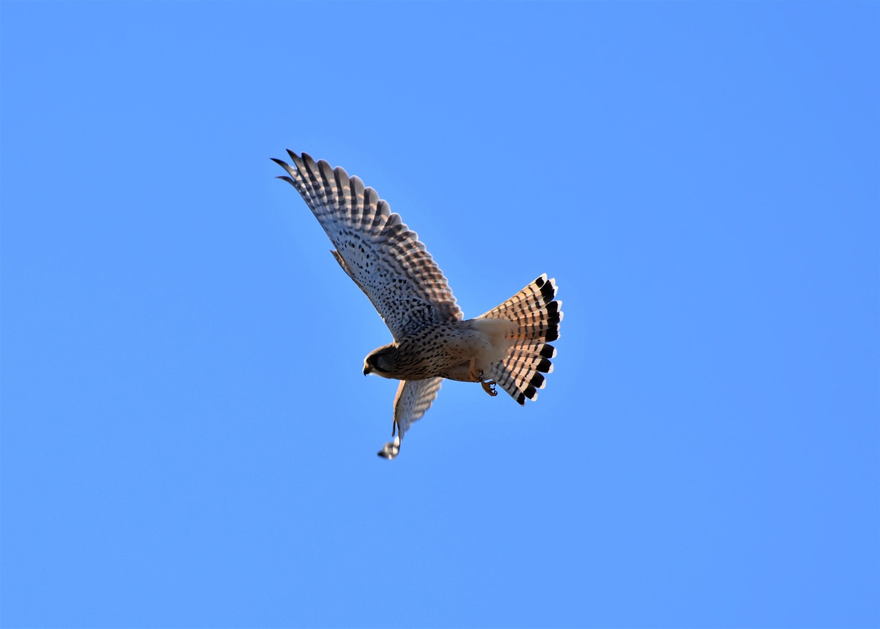 Falcon Birds Of Prey Raptor Wild - Free photo on Pixabay - Pixabay