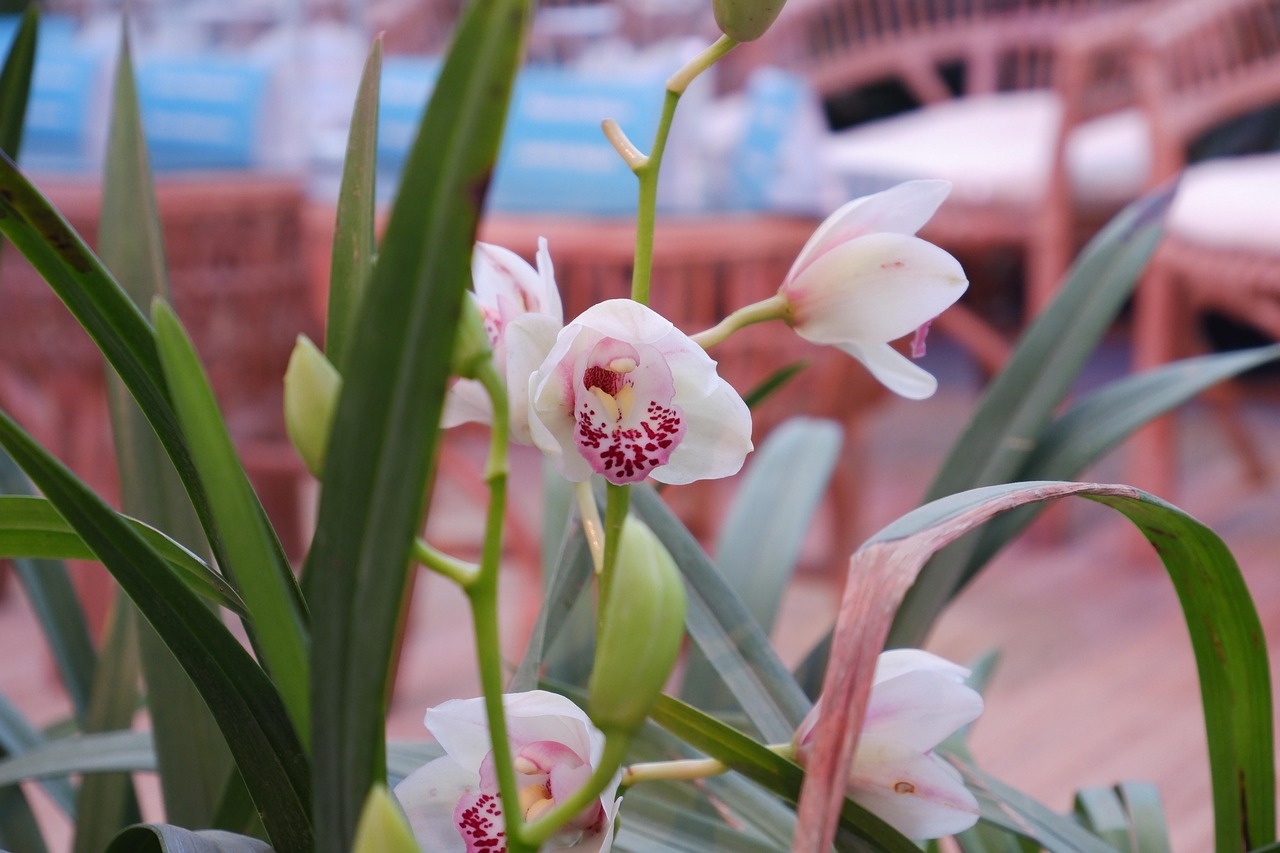 Orchidées Fleurs Blanc Le - Photo gratuite sur Pixabay - Pixabay