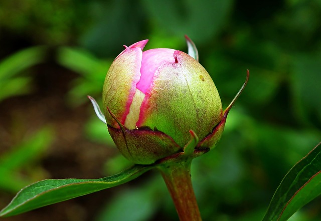 Peoni Bunga Merah Jambu - Foto gratis di Pixabay - Pixabay