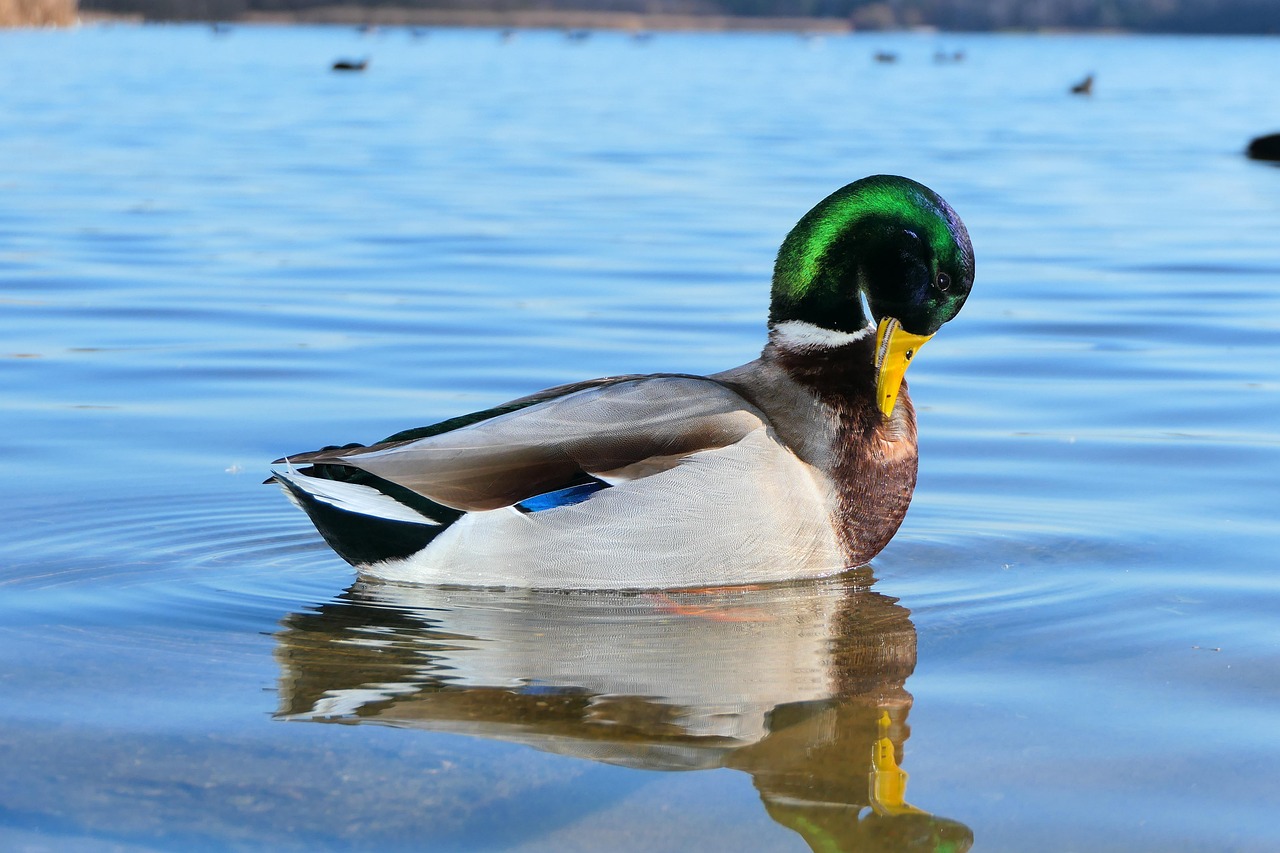 Pato Mallard Tom Baño De La Mañana - Foto gratis en Pixabay - Pixabay