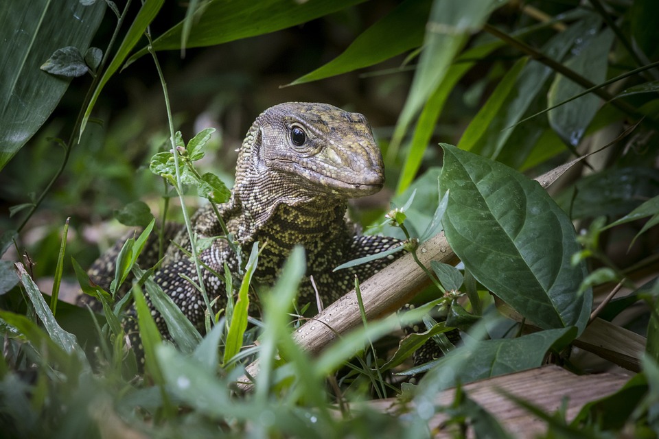 Asian Water Monitor Cruel Spotted - Free photo on Pixabay - Pixabay