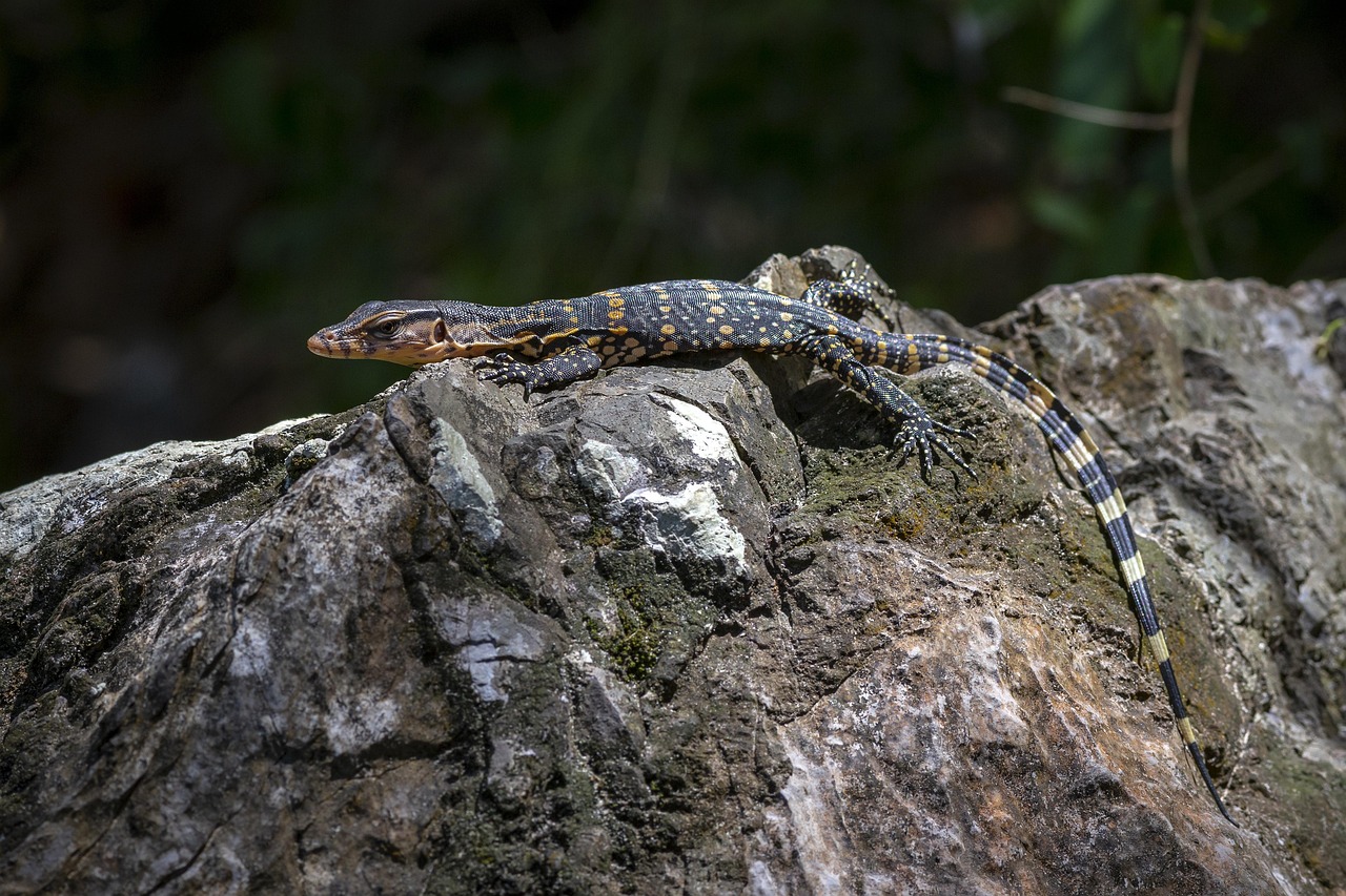 100+ Free Monitor Lizard & Lizard Images - Pixabay
