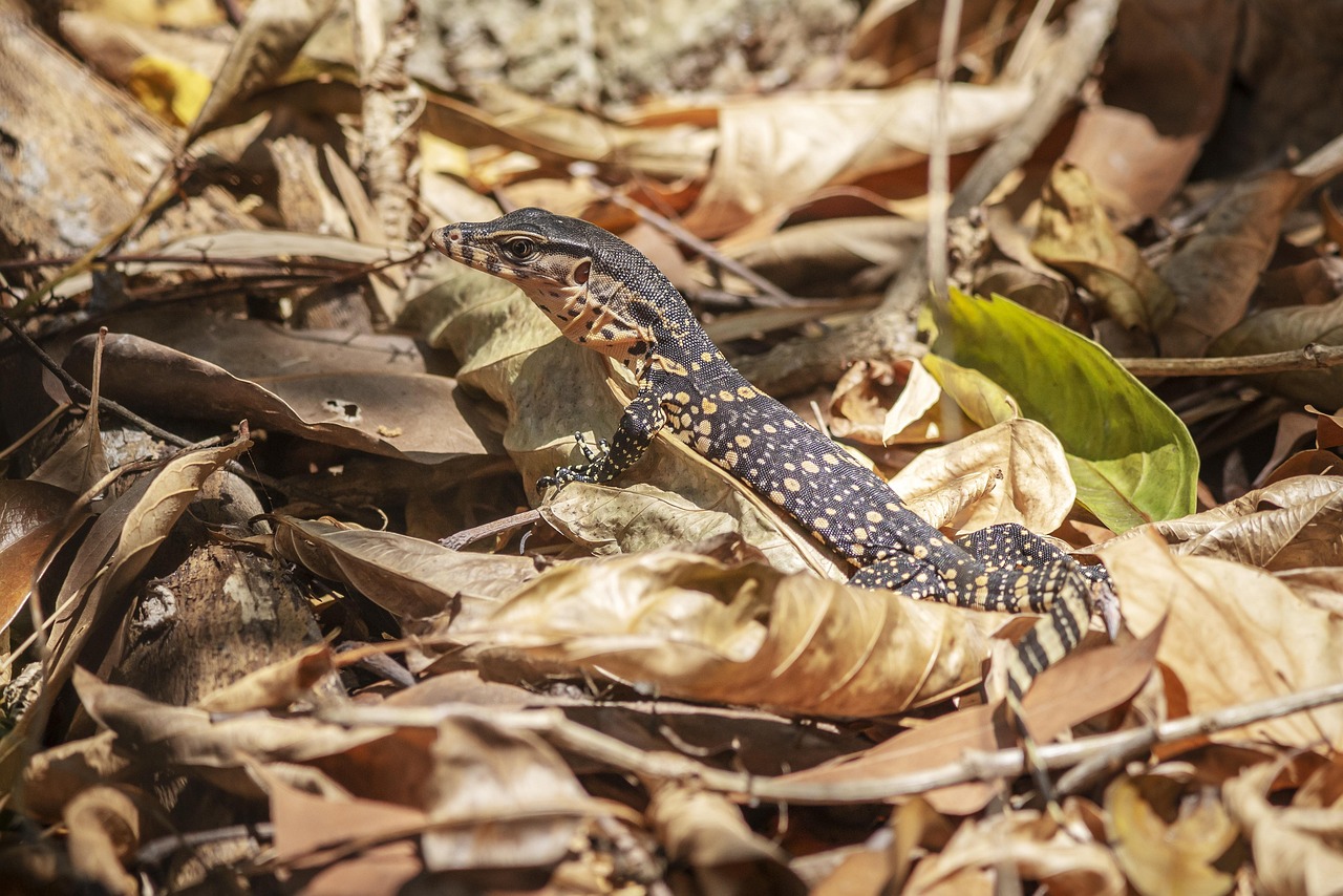 Asian Water Monitor Cruel Spotted - Free photo on Pixabay - Pixabay