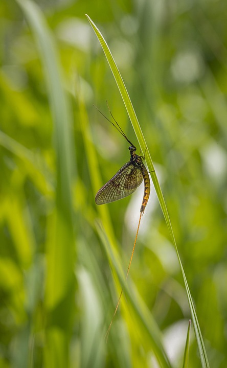 Mayfly Macro Insect - Free photo on Pixabay - Pixabay