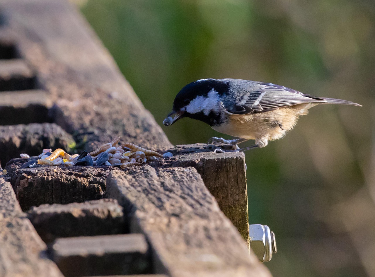 柳雀 Willowtit 喂食 Pixabay上的免费照片 Pixabay