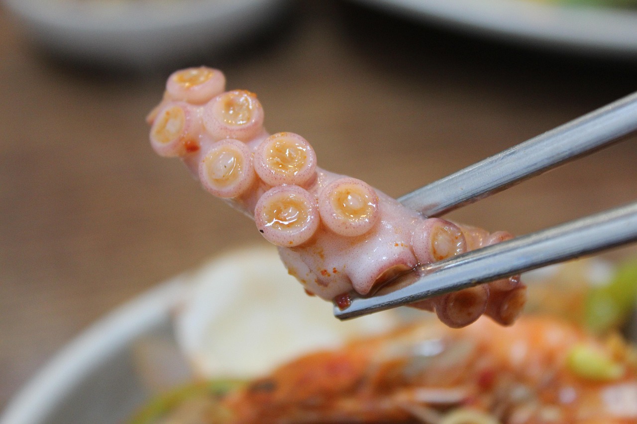 900+ kostenlose Octopus und Krake-Bilder - Pixabay