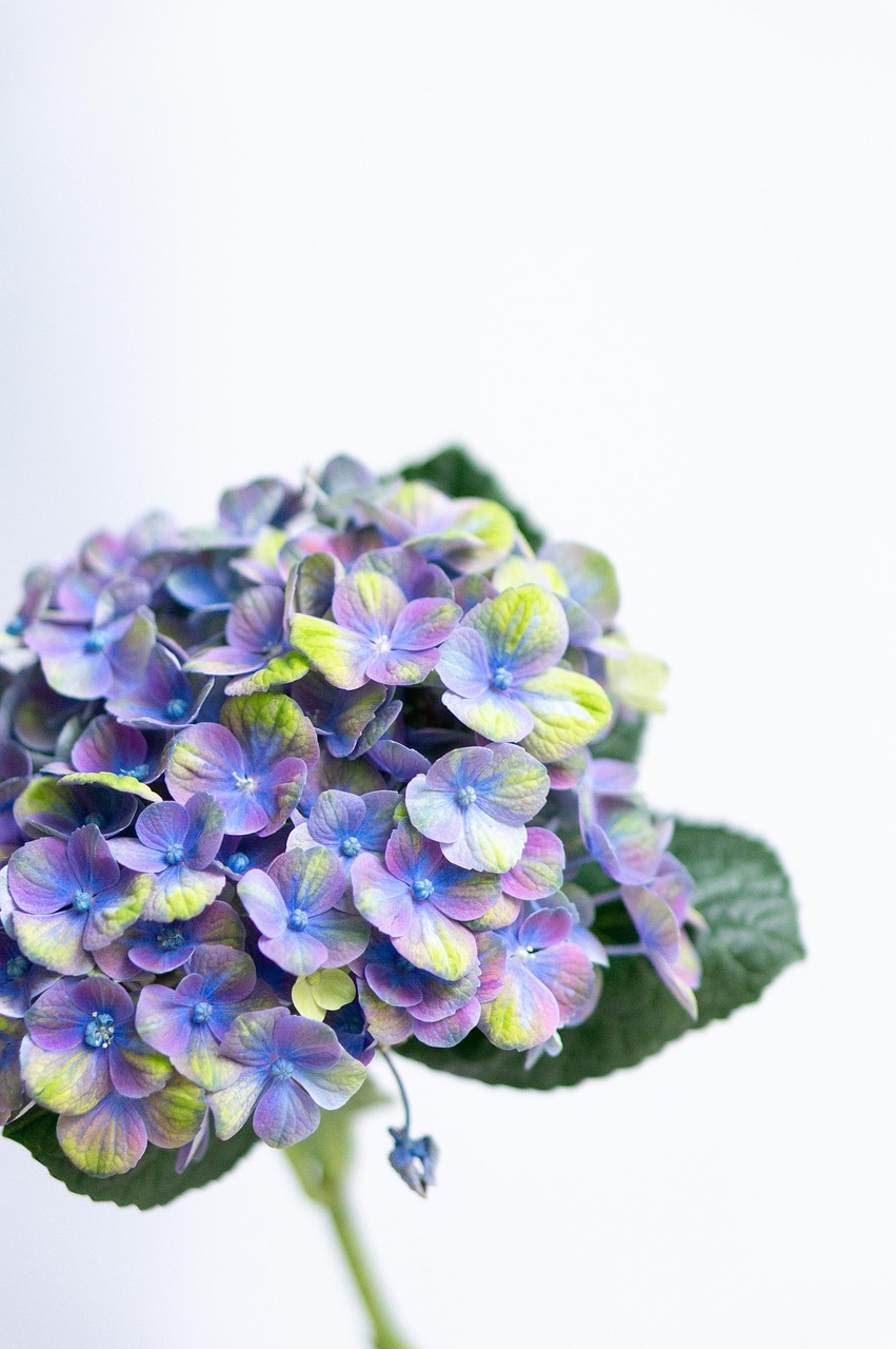 Hydrangea Violet Blossom - Free photo on Pixabay
