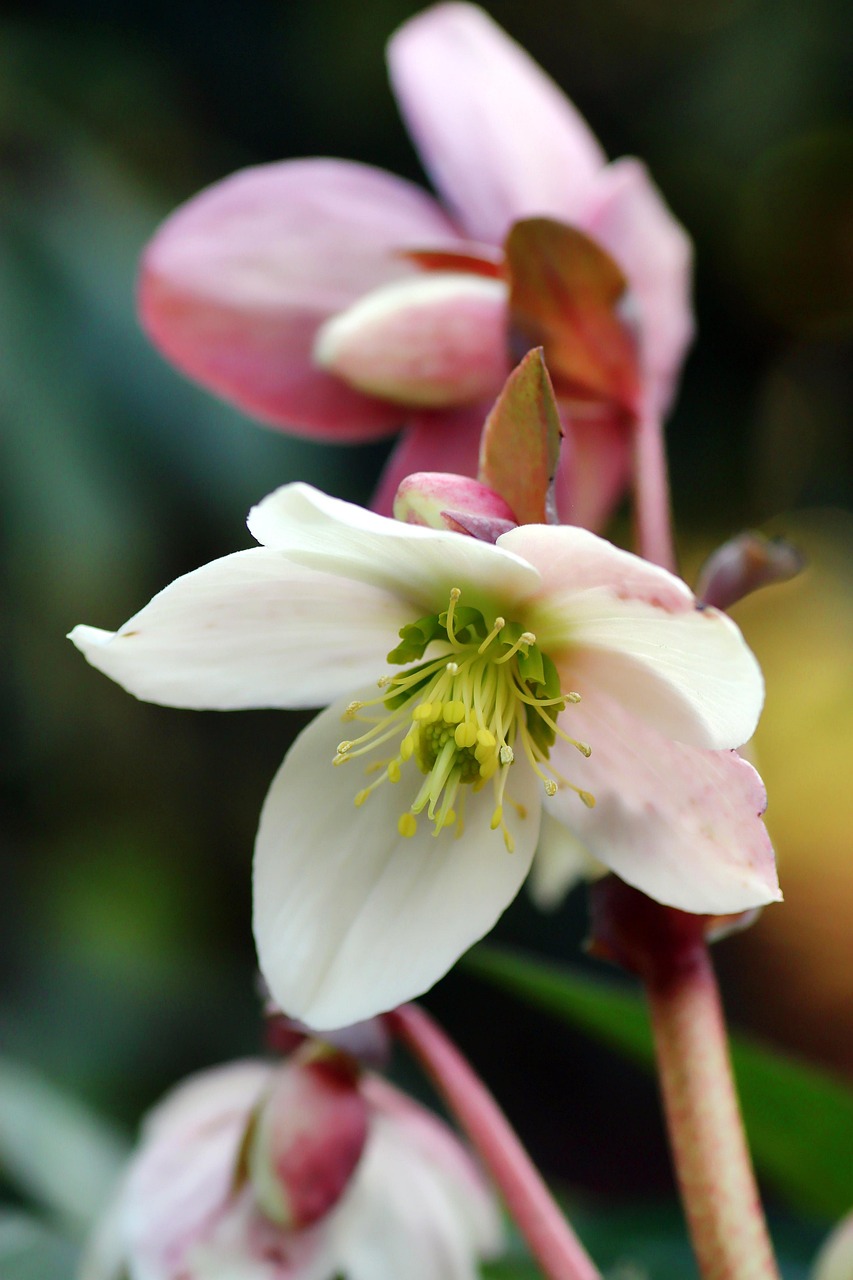 100+ kostenlose Schneerosen und Christrose-Bilder - Pixabay